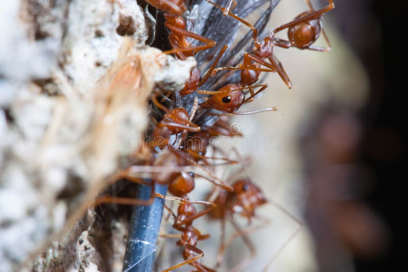 Ants running. stock photo. Image of ants, animal, outdoor - 68510822