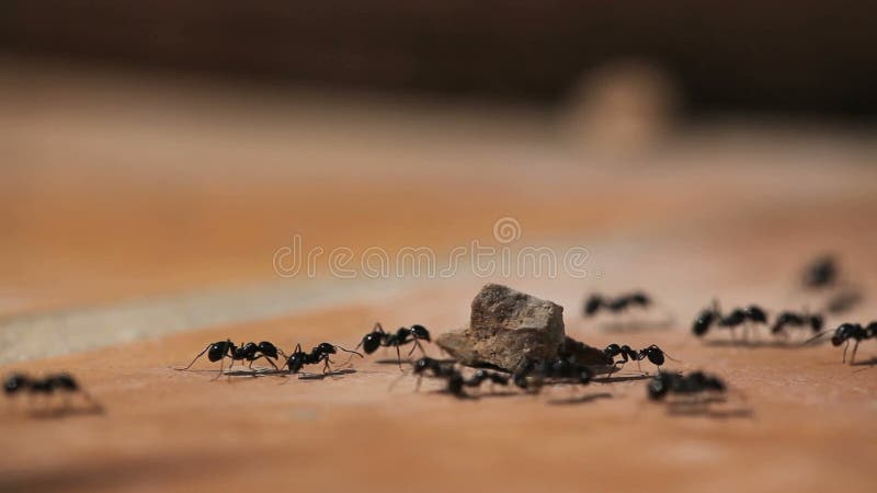 Ants running stock video. Video of colony, work, animal - 43440221