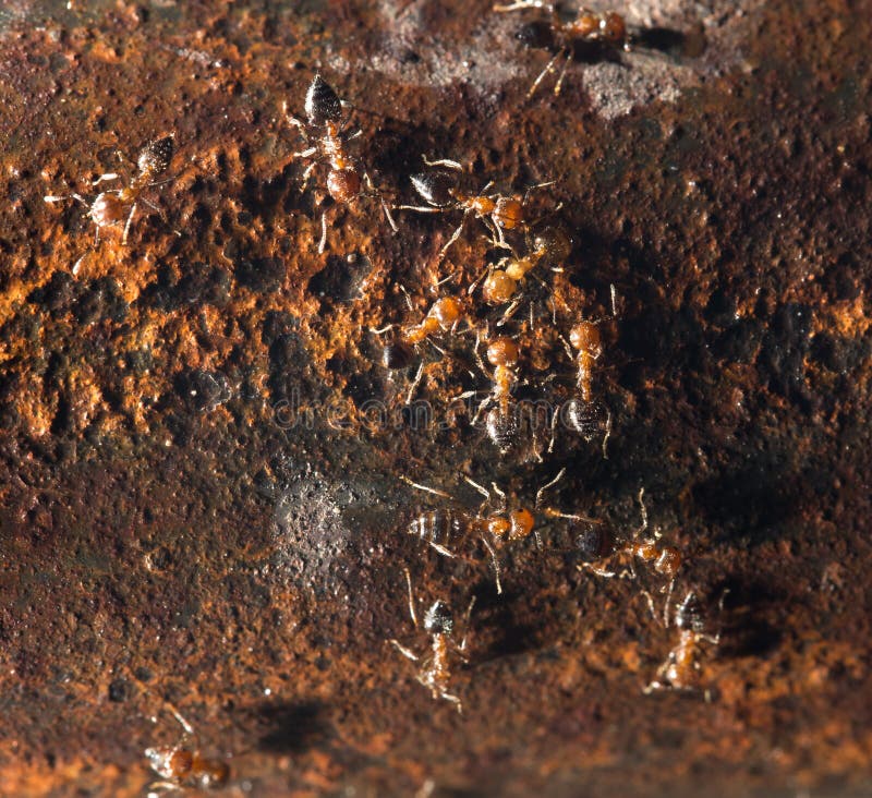 Ants on rust. close-up stock image. Image of entrance - 105536619