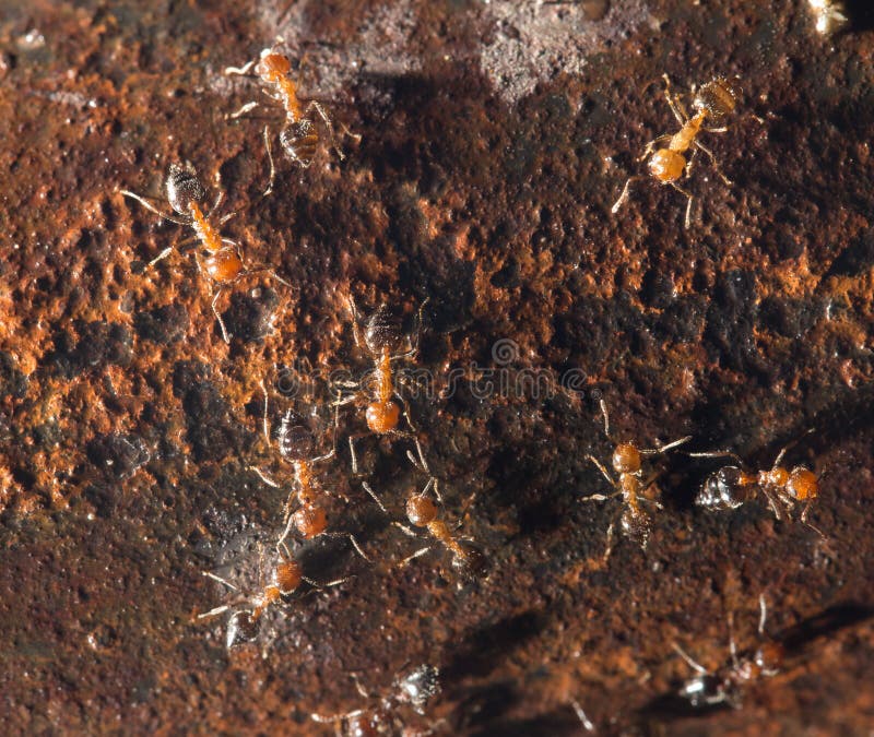 Ants on rust. close-up stock photo. Image of family - 102259320