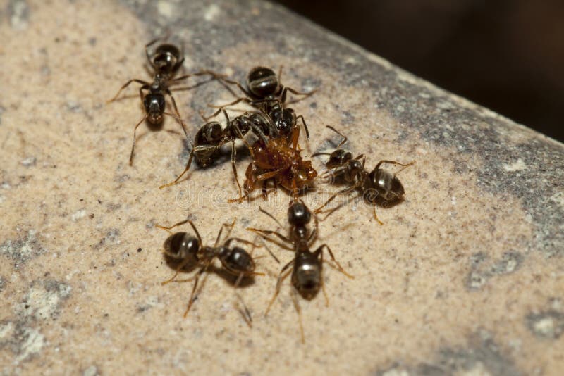 Black Ant Larva (Lasius Niger) Stock Photo - Image of color, close ...
