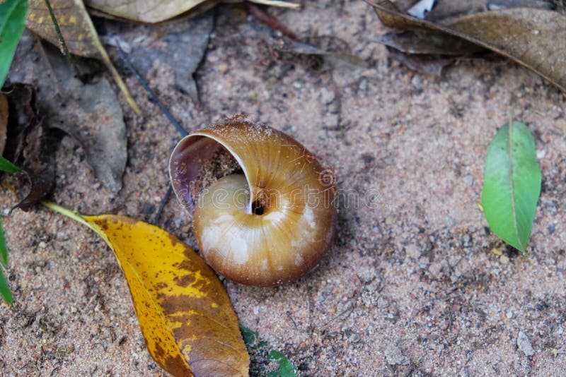 Ants on the Snail Shell. Shell on the Ground Stock Photo - Image of ...