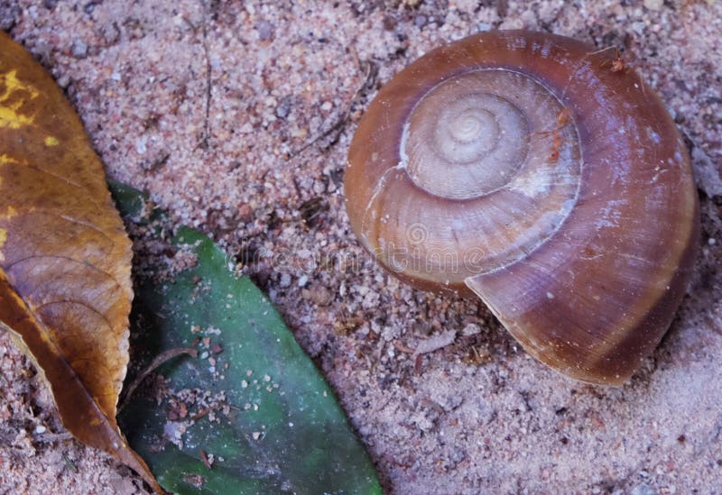 Ants on the Snail Shell. Shell on the Ground Stock Image - Image of ...