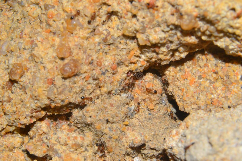 Ants 2 stock photo. Image of grasshoppers, housefly, eater - 76872354