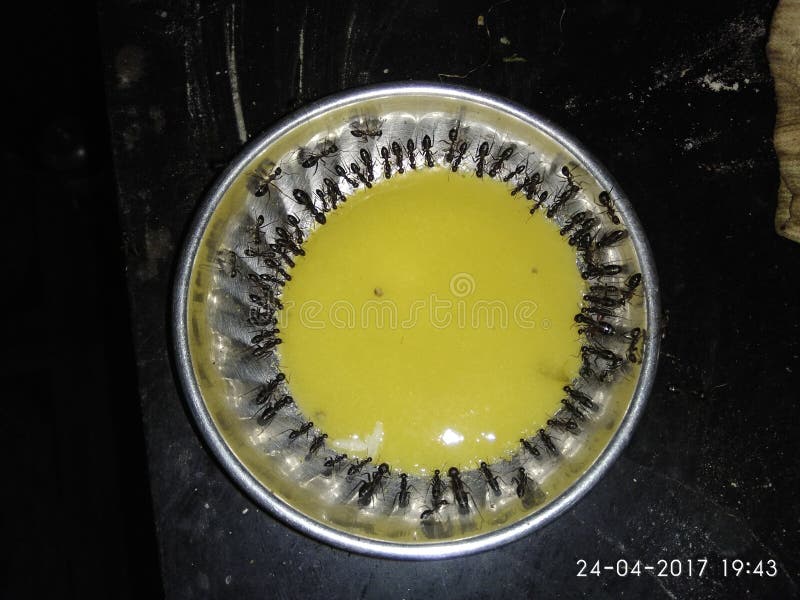 Ant Drinking Mango Juice Stock Photos - Free & Royalty-Free Stock ...