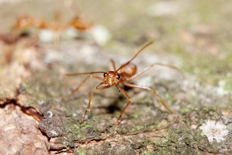 Red ant on the tree. stock image. Image of close, insect - 130039299