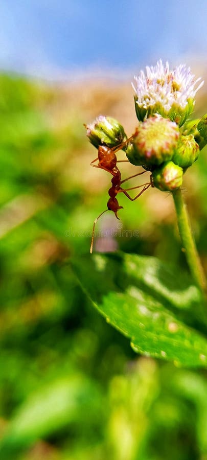 Ants Stand Upside Down and Maintain Balance. Stock Image - Image of ...