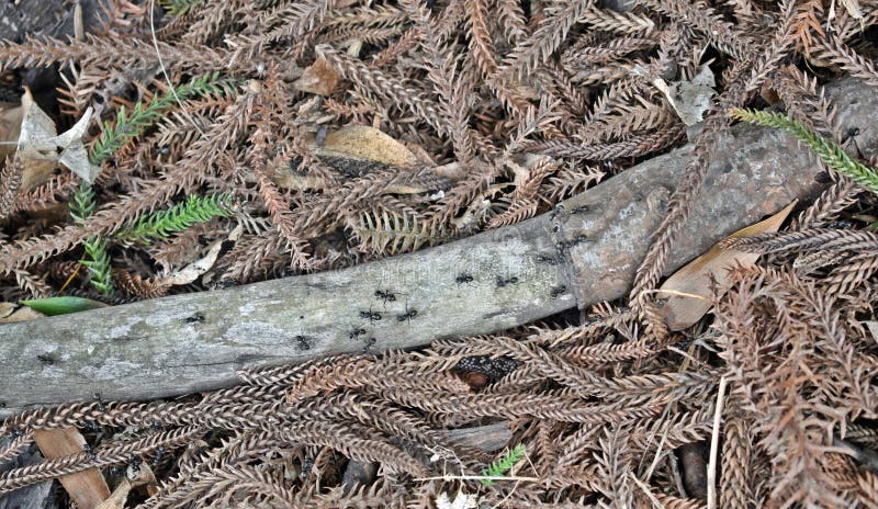 Ants on a stick stock photo. Image of stick, lasius - 130841776