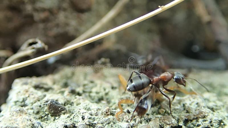 Ants and a Still Alive Earwig Stock Video - Video of ants, earwig: 97181901