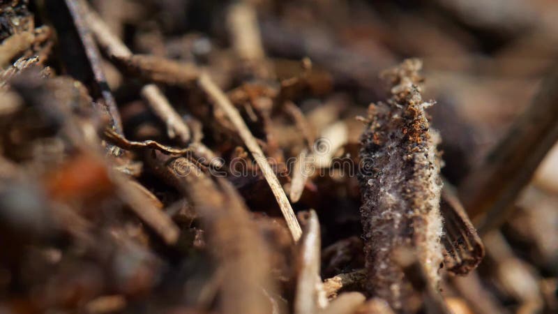 Ants in Super Macro, a Real Ant Hill with Wild Red Ants. Forest and ...