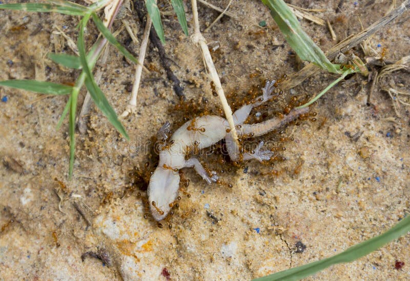 Ants Swarm Eating Lizards Ant Trying To Move Stock Photo - Image of ...