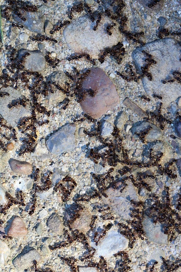 Ants Swarming on a Weathered Sidewalk Stock Image - Image of insects ...