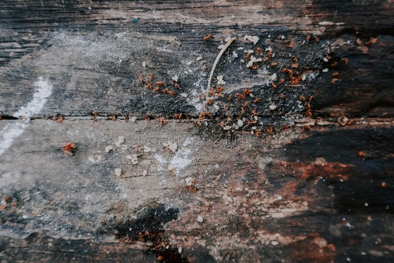 Ants on the table stock image. Image of nature, dark - 229174281