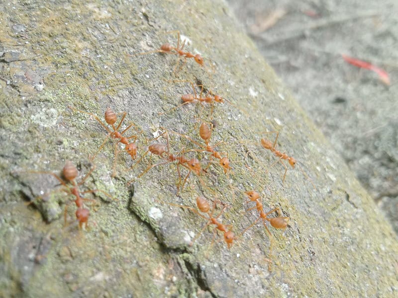 Ants Talking To Each Other stock image. Image of natural - 218834827