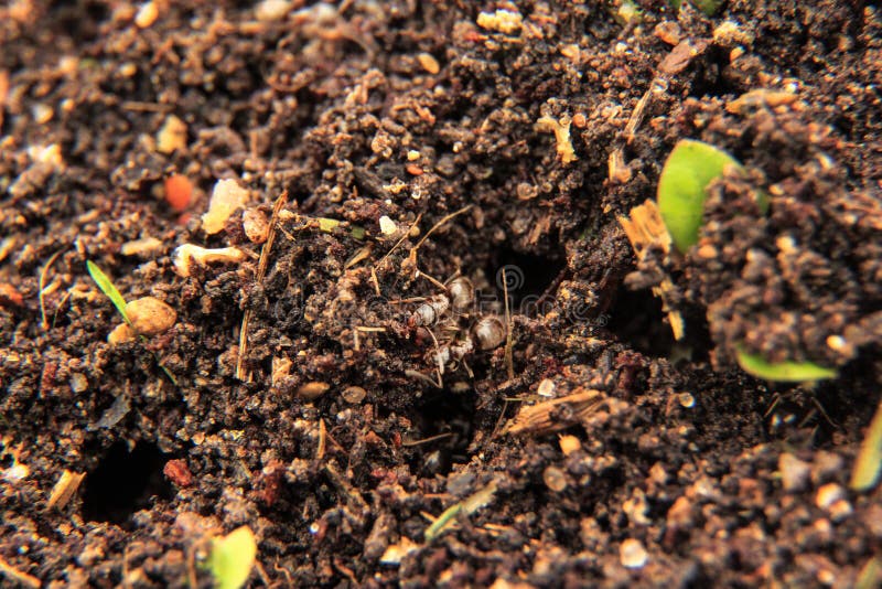 Ants Talking To Each Other stock image. Image of natural - 218834827