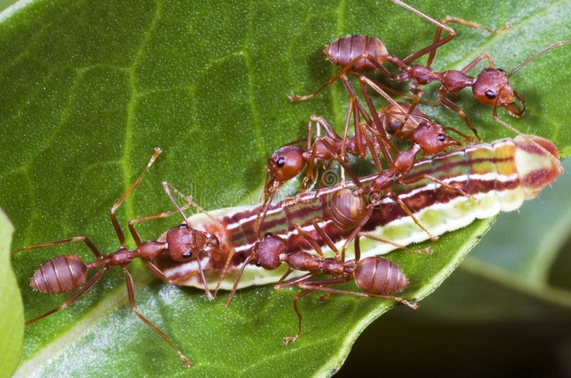 Ants Team Work stock photo. Image of cooperation, arachnid - 955668