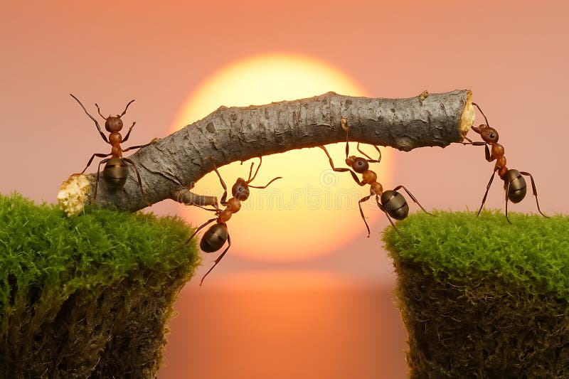 Ants and Teamwork – a Unified Effort To Build a Natural Bridge. AI ...