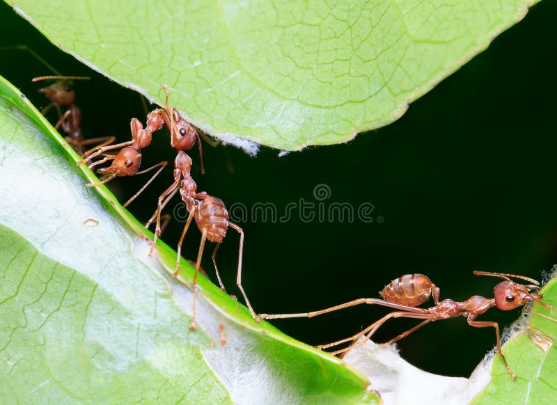 Ants Teamwork Making Their Nests in the Leafs. Stock Image - Image of ...