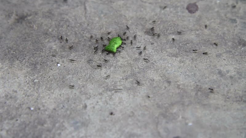 Ants Teamwork, Ant Colony Building Nest Stock Footage - Video of ...