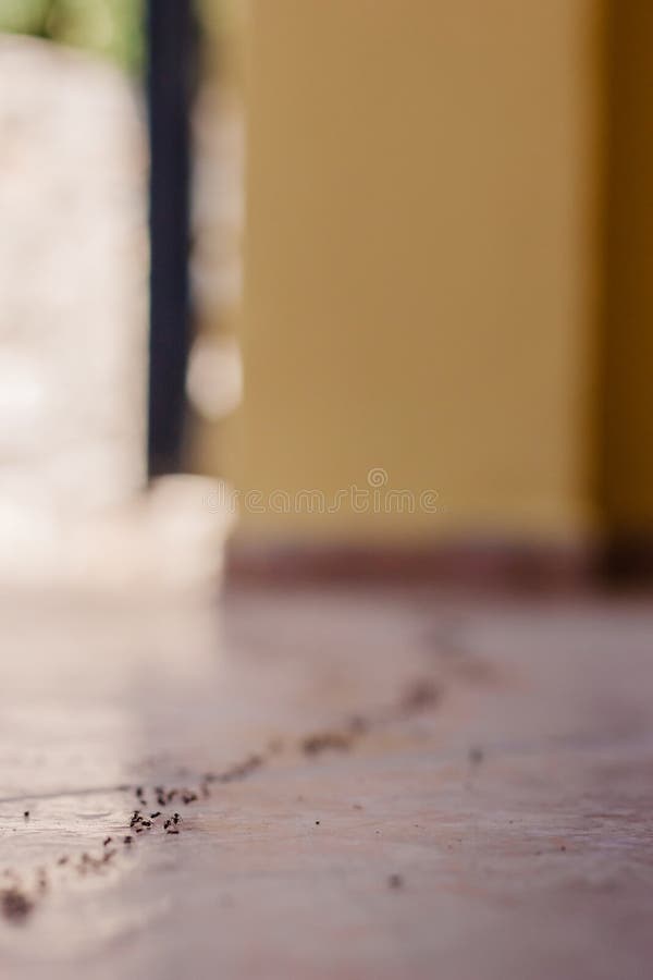 Ants on the tile stock image. Image of background, nature - 157324949