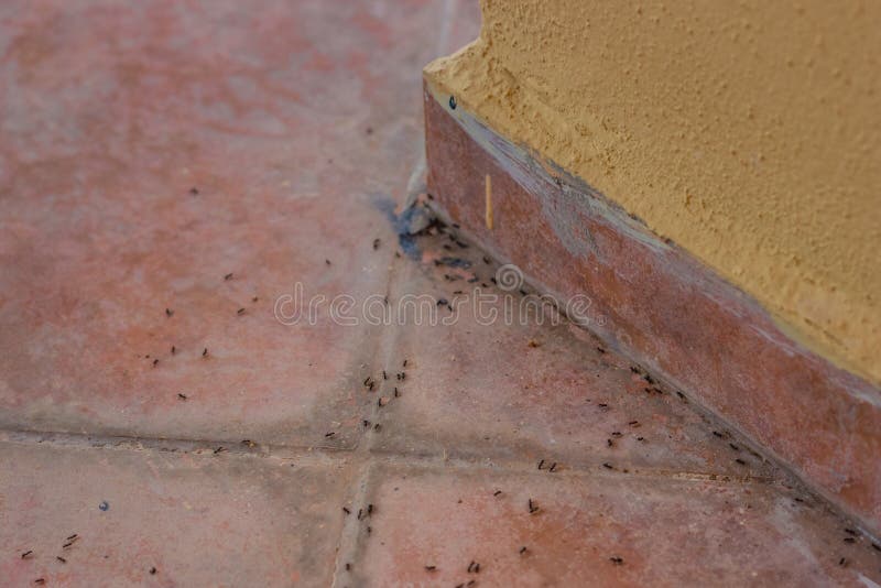 Ants on the tile stock photo. Image of wildlife, macro - 157325098