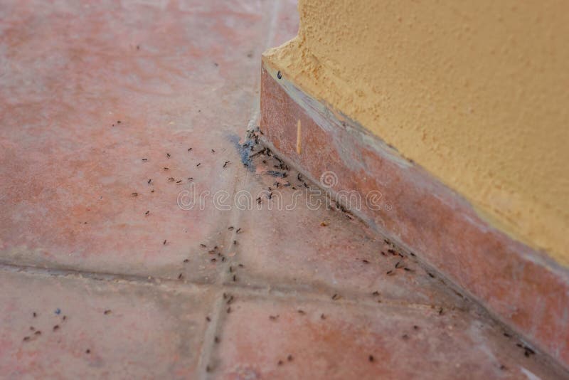 Ants on the tile stock image. Image of nature, closeup - 157325149