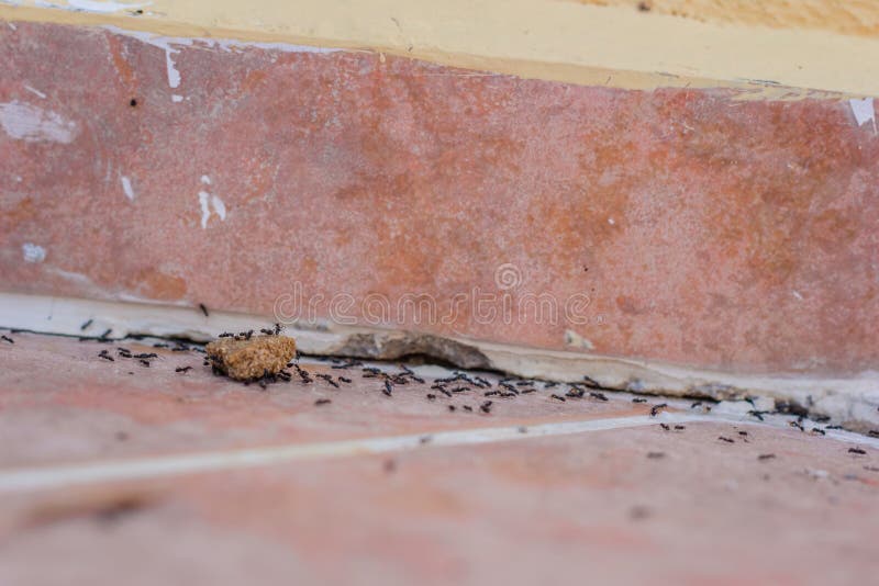 Ants on the tile stock image. Image of closeup, animal - 157325747