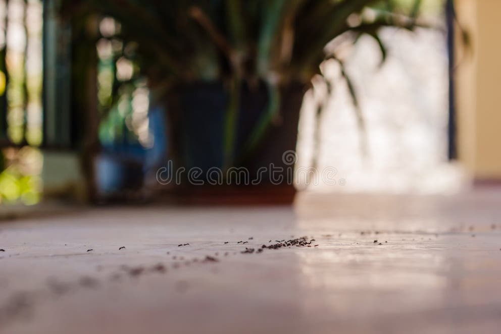 Ants on the tile stock photo. Image of nature, wildlife - 157324608