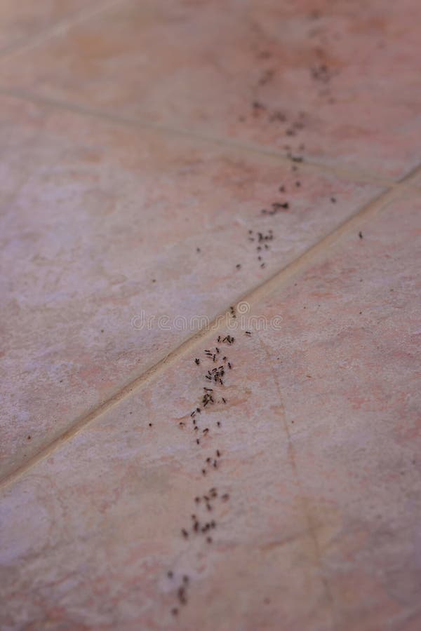 Ants on the tile stock photo. Image of floor, animal - 157324804