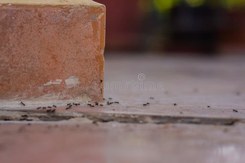 Ants on the tile stock image. Image of team, closeup - 157325421