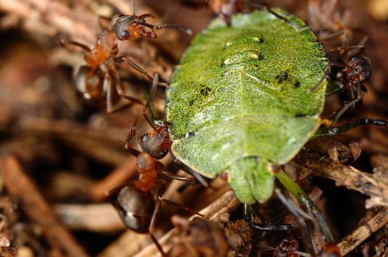 Ants to attack green bug stock image. Image of army, insects - 54834937
