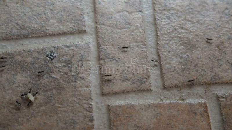 Ants in Trail Carrying Food and Eggs on Old Tile Floor Stock Video ...