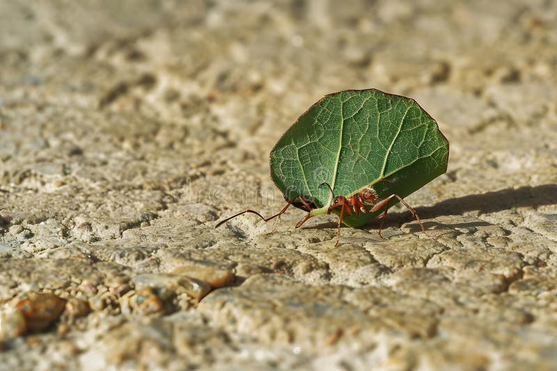 Ants Transporting Leaf: a Close-Up View of Insect Strength and Natural ...