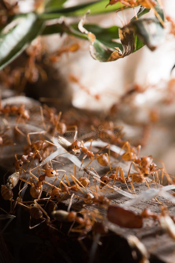 Ants are Transporting Their Food Prey To the Nest Stock Image - Image ...