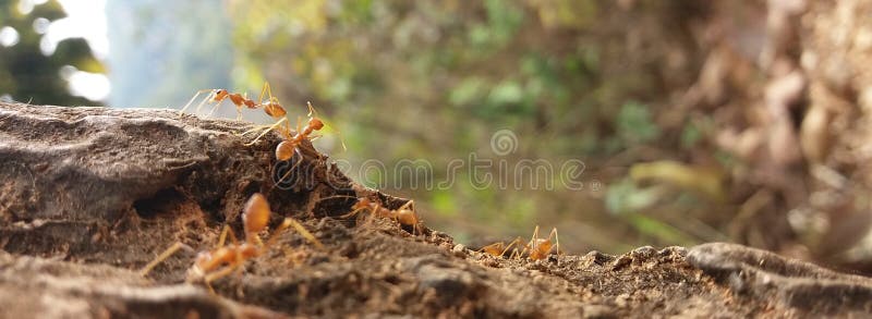 Ants in a tree editorial stock image. Image of tree - 164836304