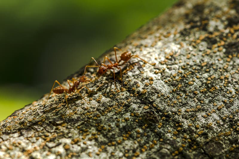 Ants on a tree in nature. stock photo. Image of plant - 134494628