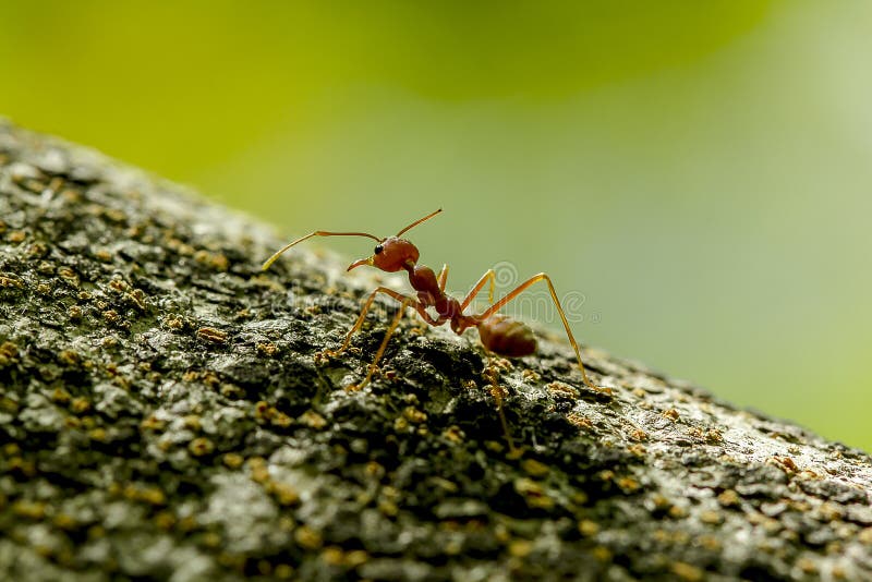 Ants on a tree in nature. stock image. Image of forest - 134494653