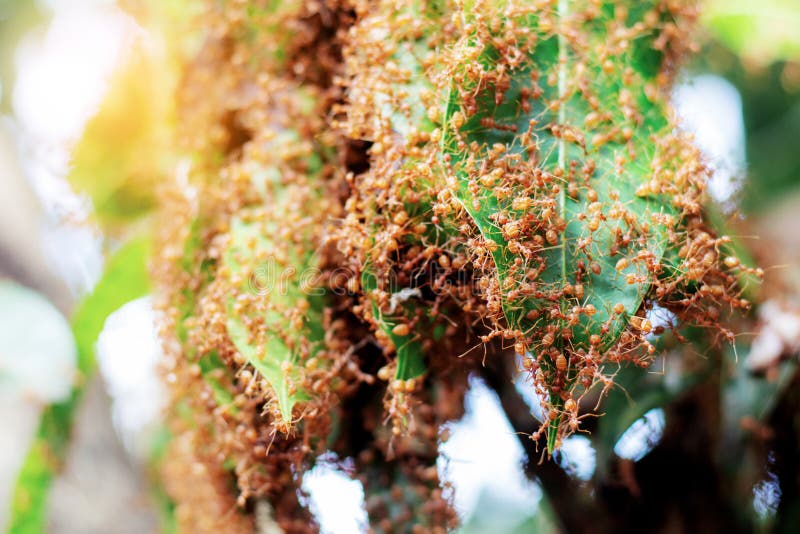 Ants on tree with sunlight stock image. Image of ants - 175770605