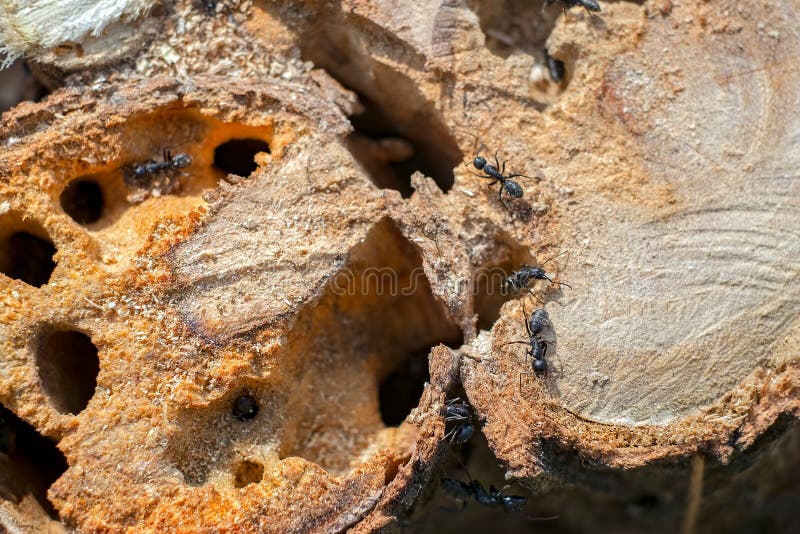 Ants in the tree trunk stock photo. Image of environment - 111621372