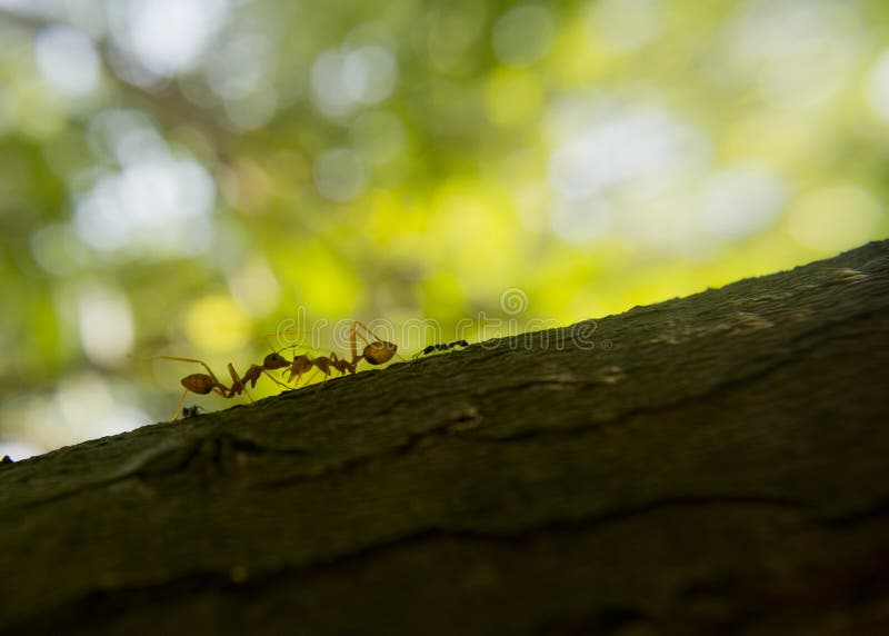 Ants Talking To Each Other stock image. Image of natural - 218834827