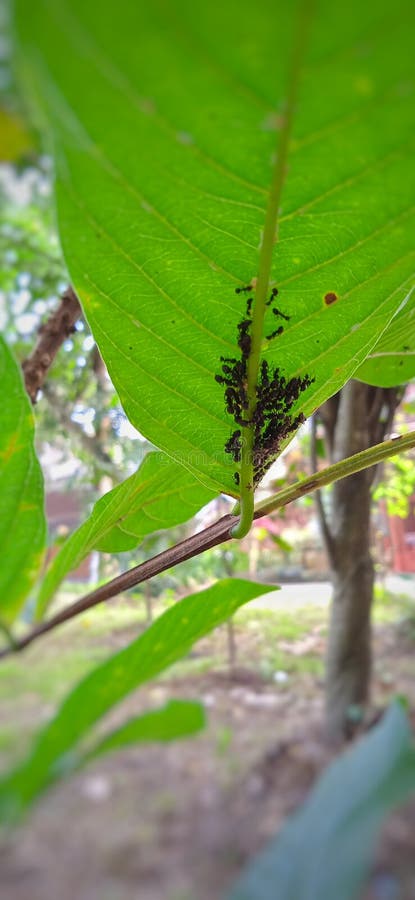 Ants under green leaves stock photo. Image of woodland - 259004276