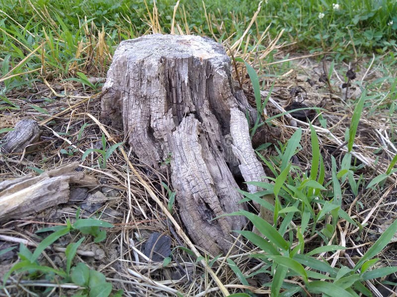 Ants view of a tree stump stock image. Image of greenery - 186441751