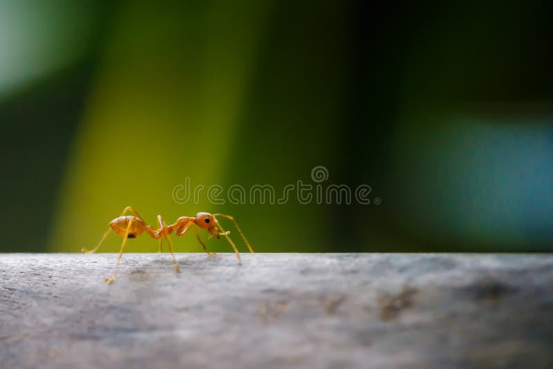 Ants Walk Around on Ropes and Clothespin Colors. Stock Image - Image of ...