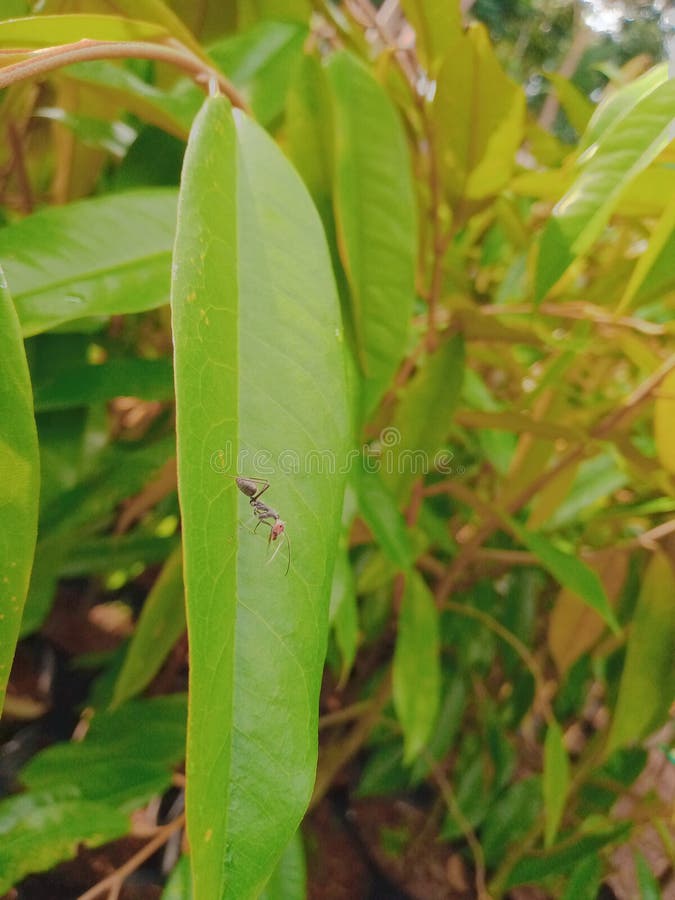 Ants Walk Around on Ropes and Clothespin Colors. Stock Image - Image of ...