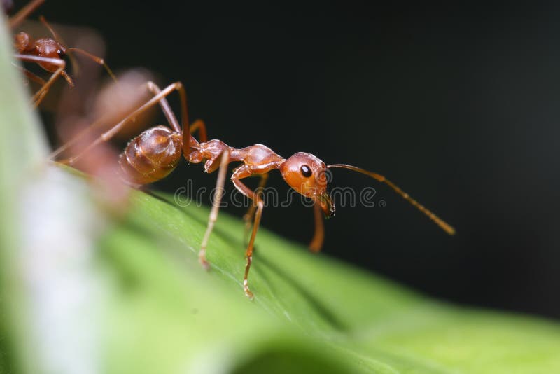 Ants Walk Around on Ropes and Clothespin Colors. Stock Image - Image of ...