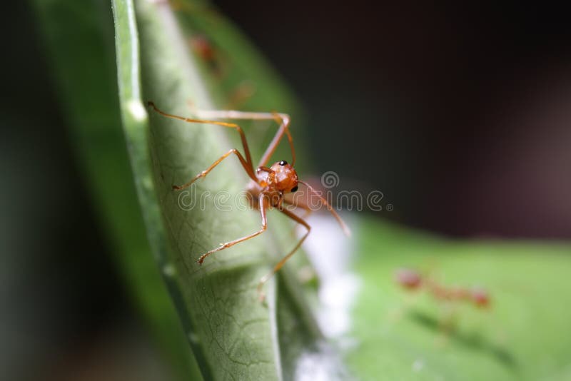 Ants Walk Around on Ropes and Clothespin Colors. Stock Image - Image of ...