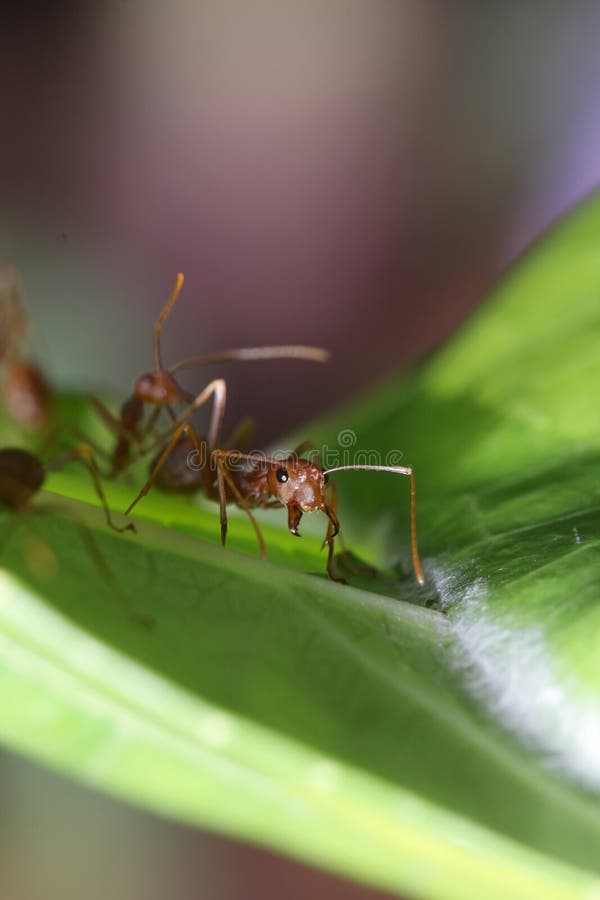 Ants Walk Around on Ropes and Clothespin Colors. Stock Image - Image of ...