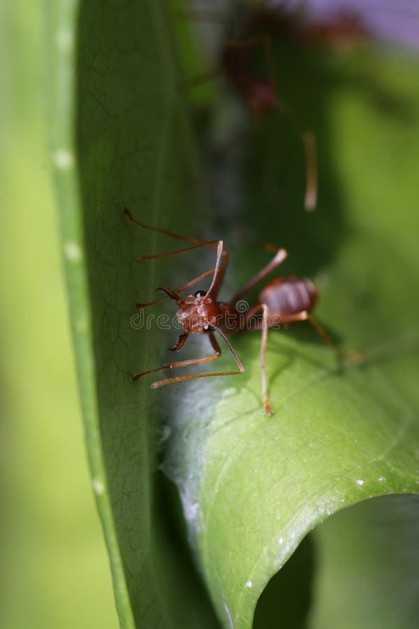 Ants Walk Around on Ropes and Clothespin Colors. Stock Image - Image of ...