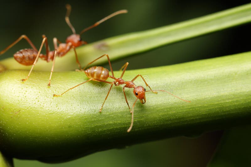 Ants walk on the twigs. stock photo. Image of horizontal - 52819280