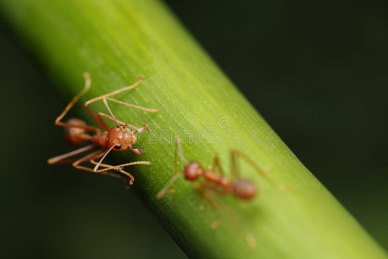 Ants Walk Around on Ropes and Clothespin Colors. Stock Image - Image of ...